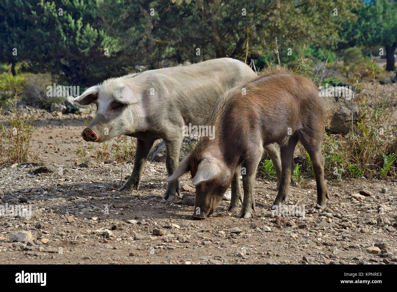 wild domestic pigs Stock Photo - Alamy