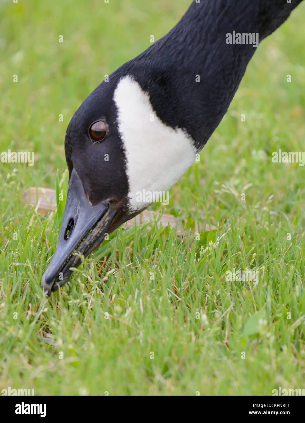 Canadian Goose eating grass with head down green grass background Stock ...