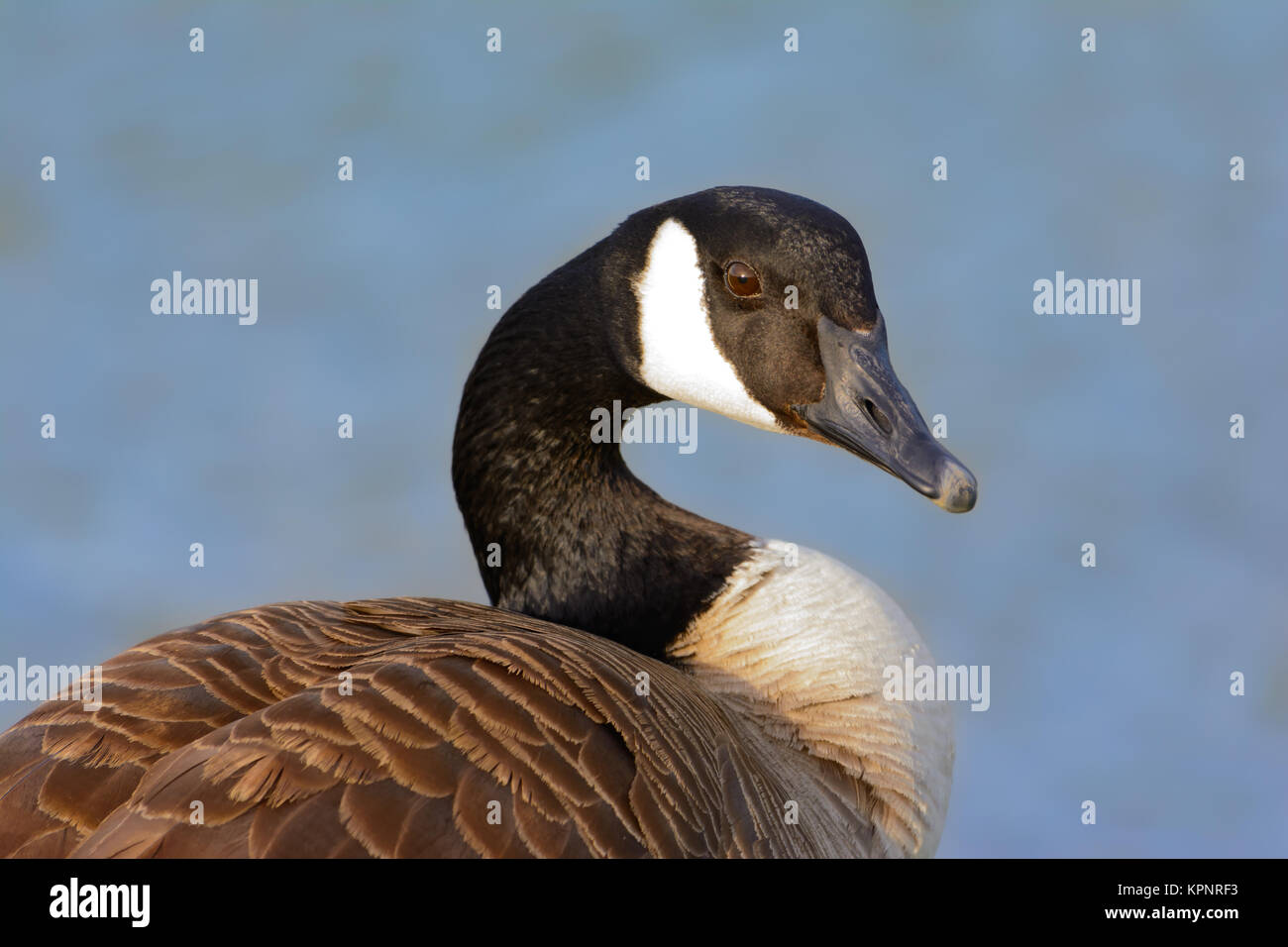 Canadian Goose looking toward camera with blurred blue water background ...