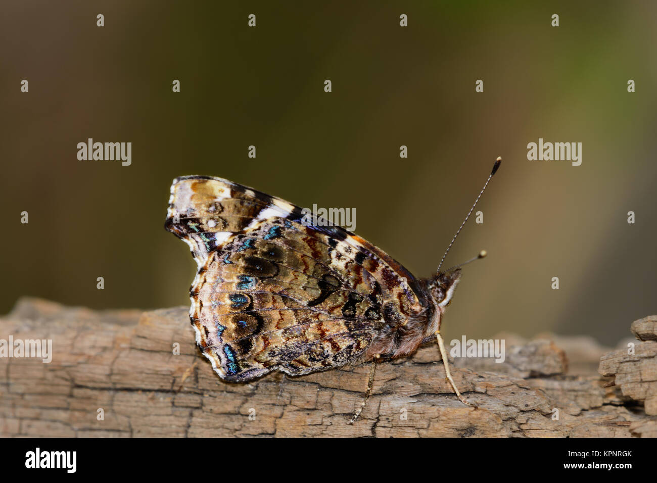 Red Admiral Butterfly side view with wings closed, closeup selec Stock ...