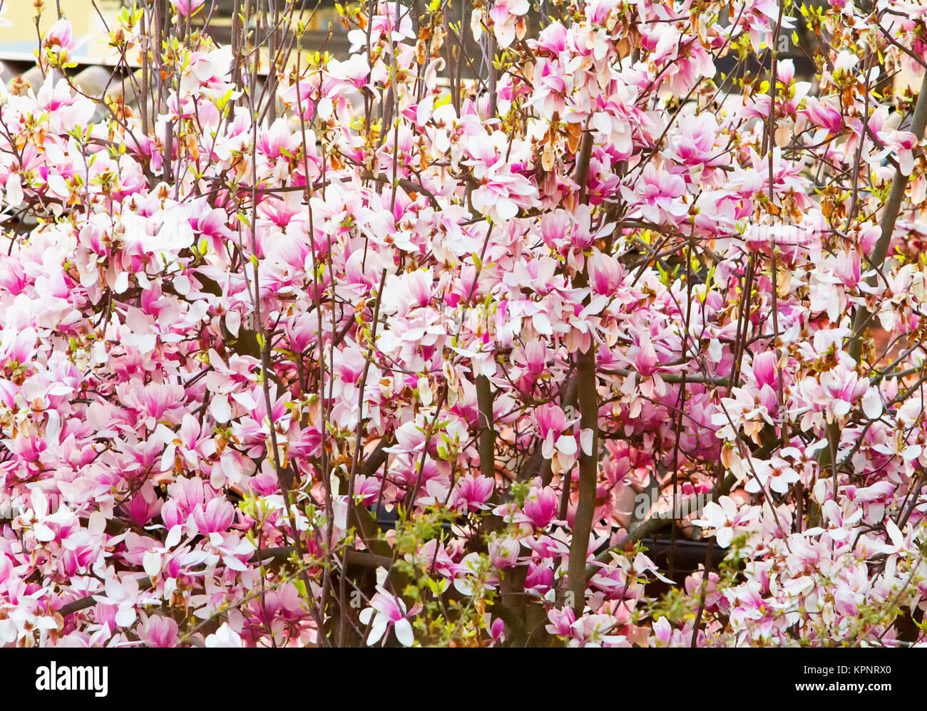 Pink flowers on a tree Stock Photo - Alamy