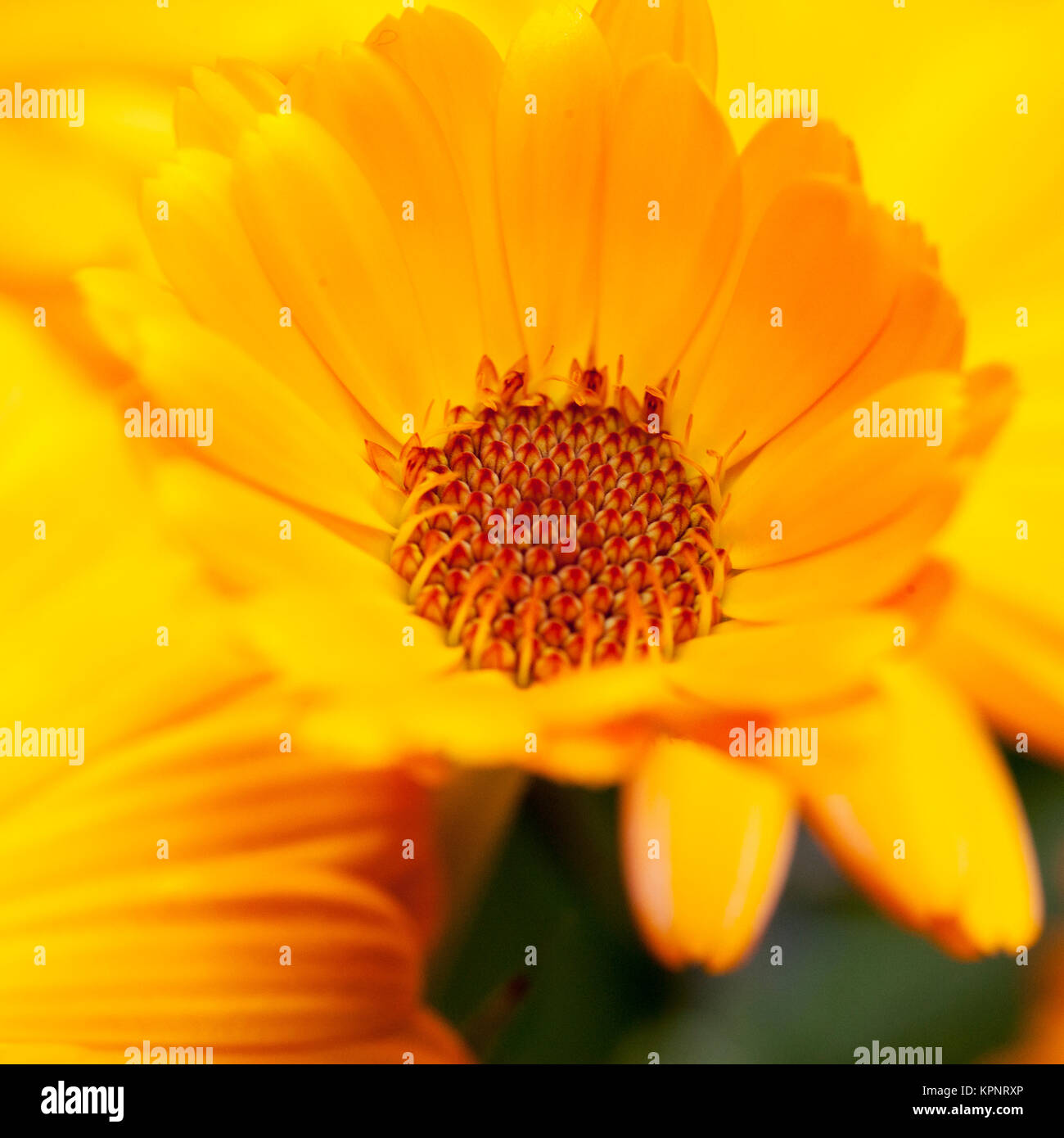 Gerbera in close up Stock Photo - Alamy