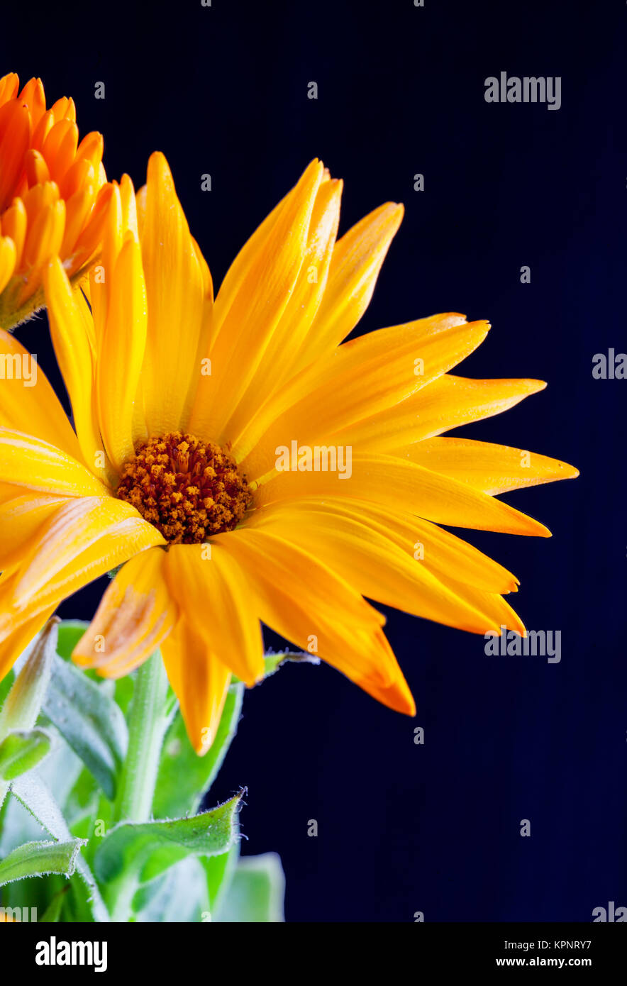 Yellow gerbera in a bunch Stock Photo - Alamy