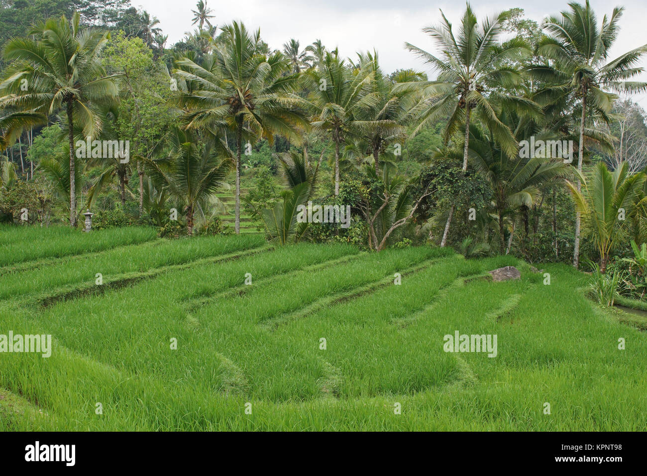 Rice field, Bali, Indonesia, Asia Stock Photo - Alamy