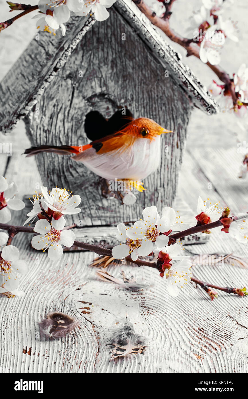 Symbolic bird at the birdhouse in the branches of a blossoming apricot ...
