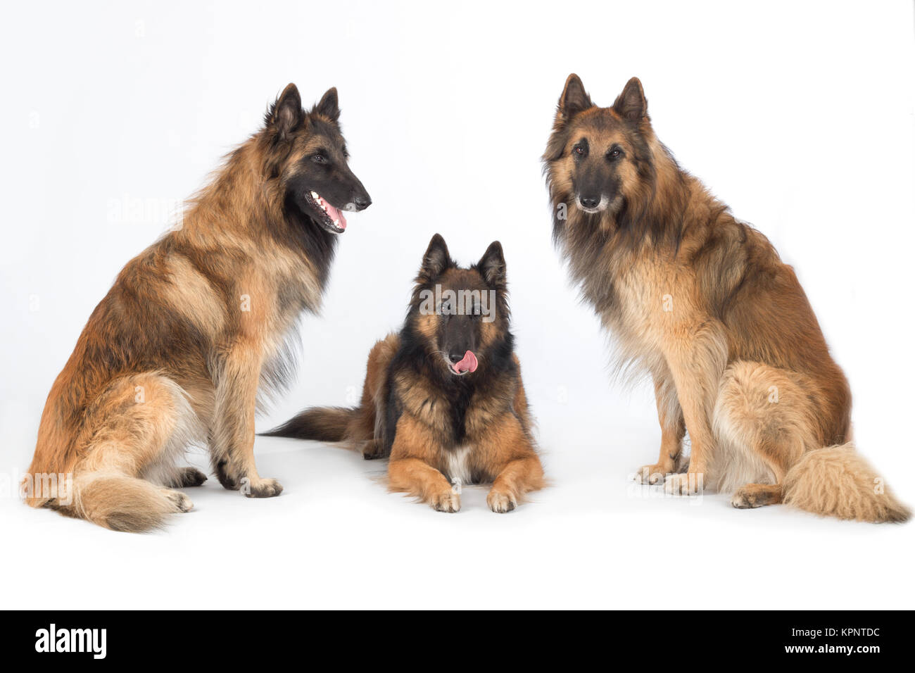 Three dogs isolated on white studio background Stock Photo - Alamy