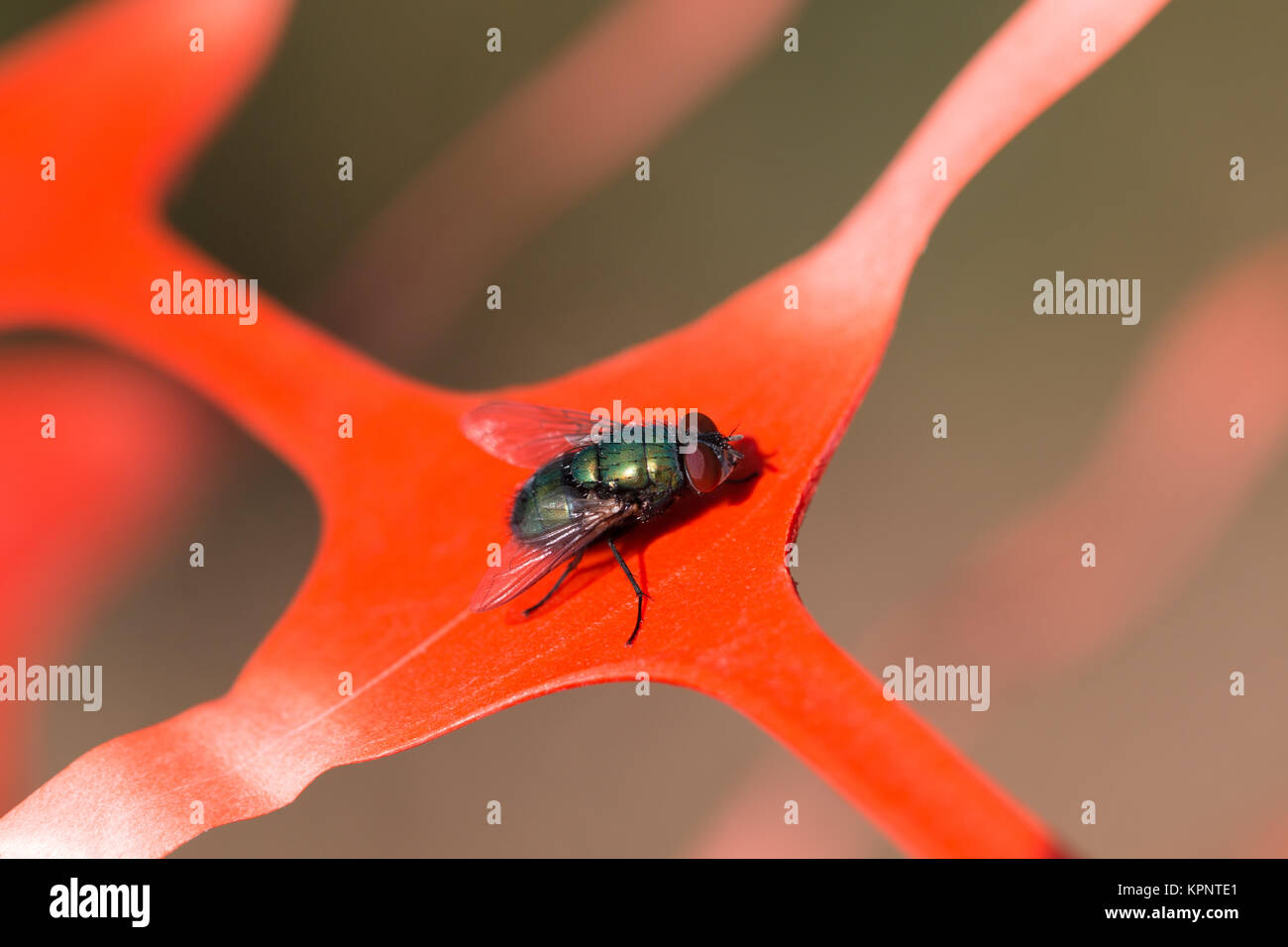 Green fly macro Stock Photo - Alamy