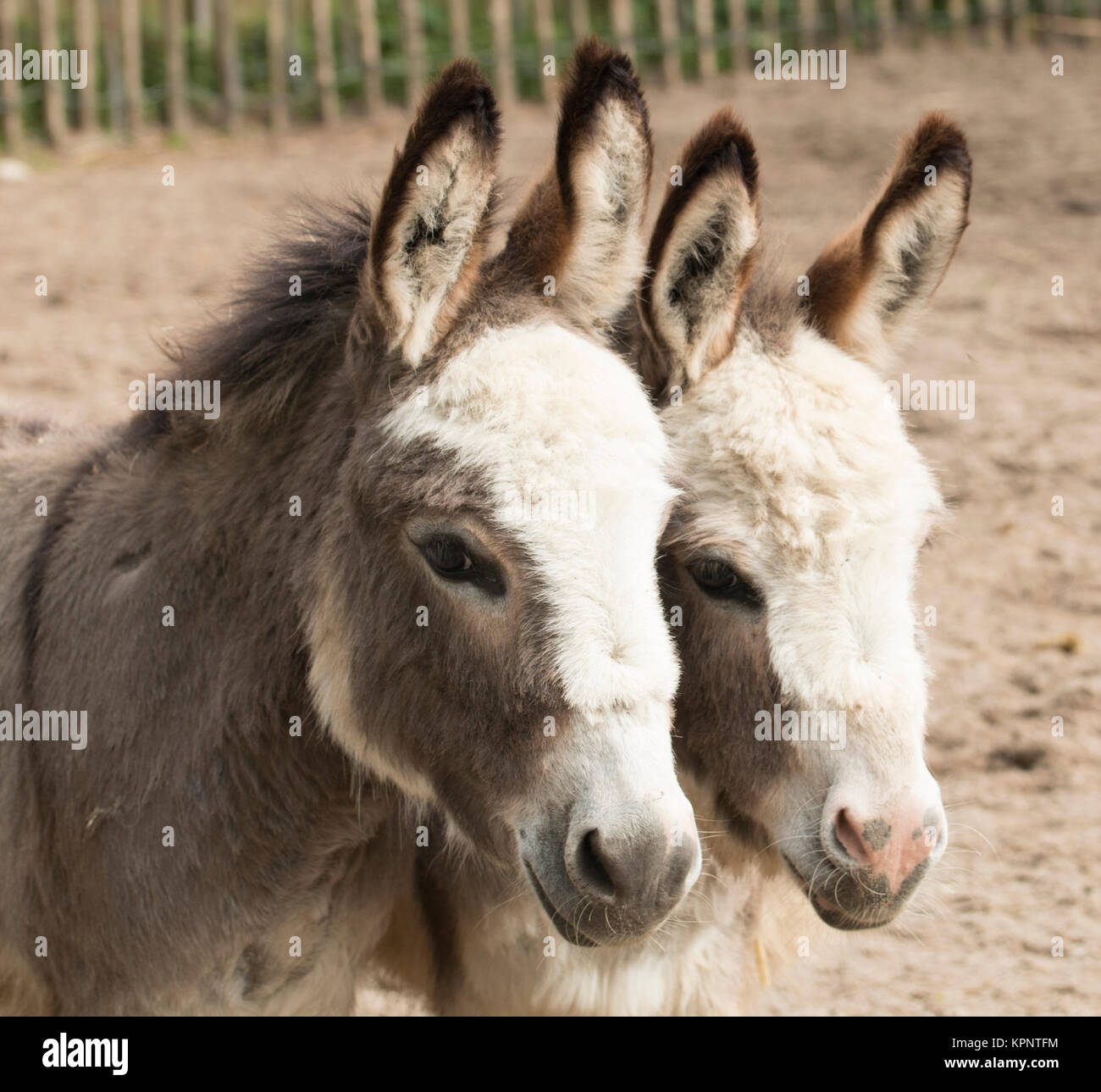 Headshot of two donkeys Stock Photo - Alamy