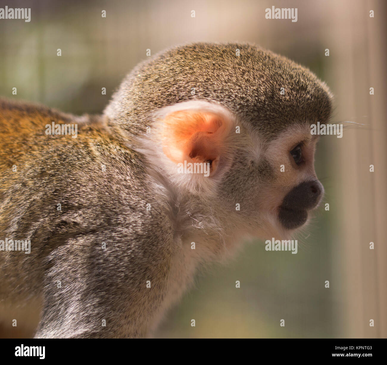 Monkey snout hi-res stock photography and images - Alamy