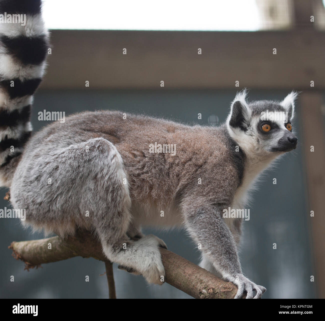 Katta portrait hi-res stock photography and images - Alamy