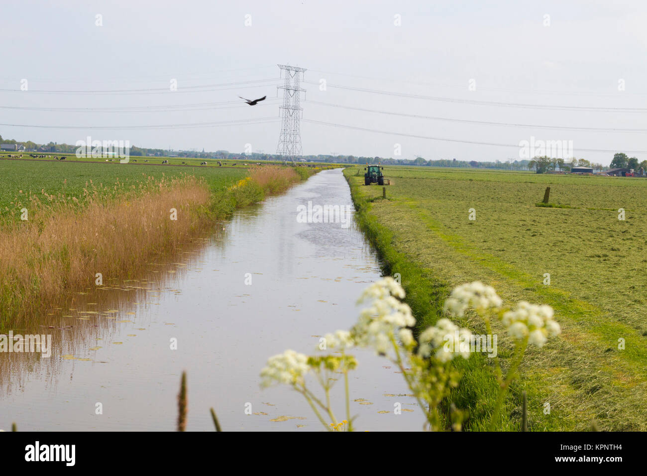 Grassland with tractor and ditch Stock Photo - Alamy