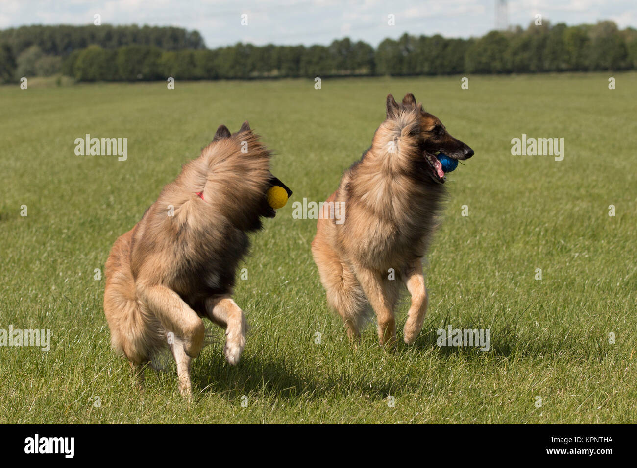Two dogs running with balls Stock Photo - Alamy