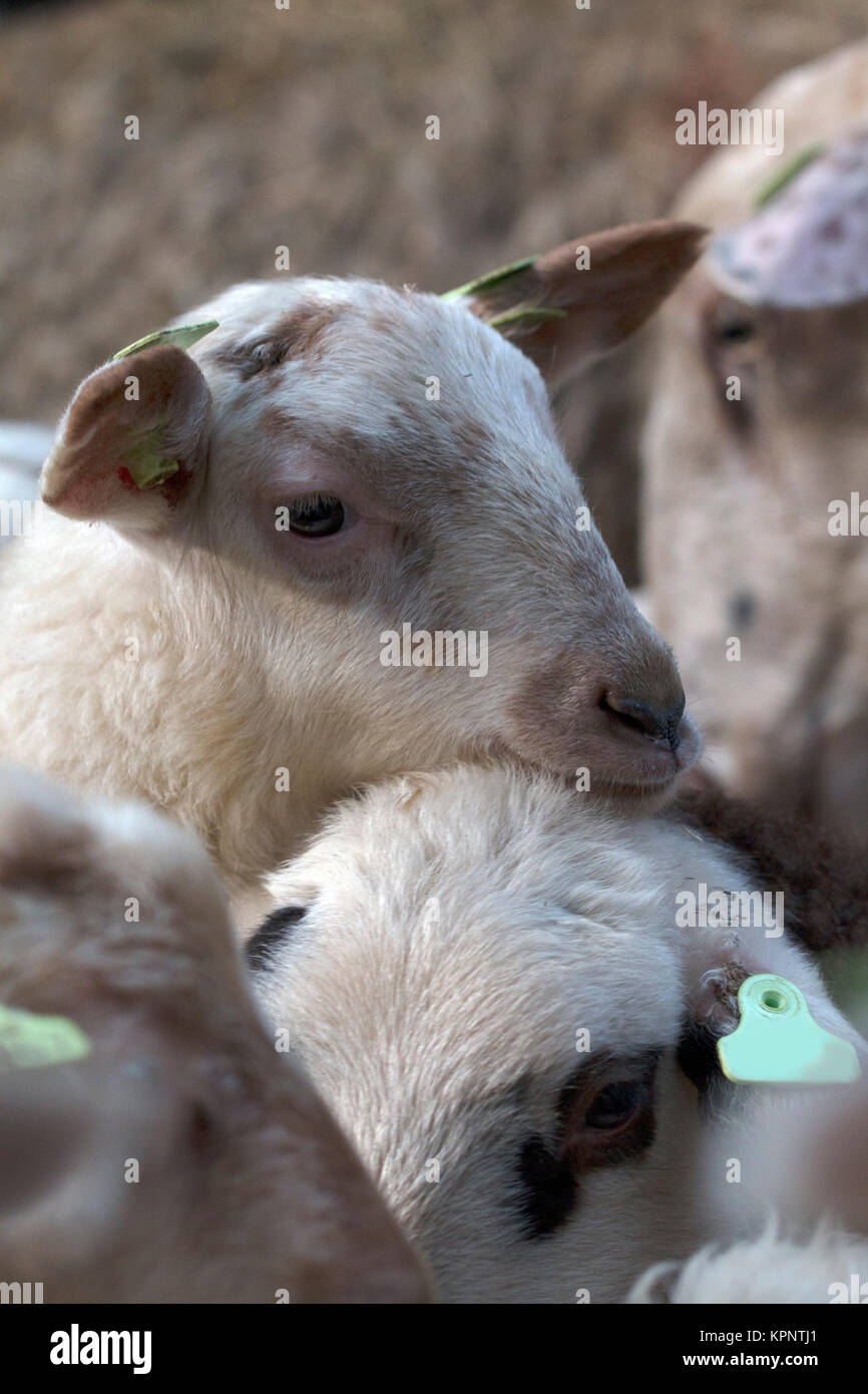 Skipping lambs hi-res stock photography and images - Alamy