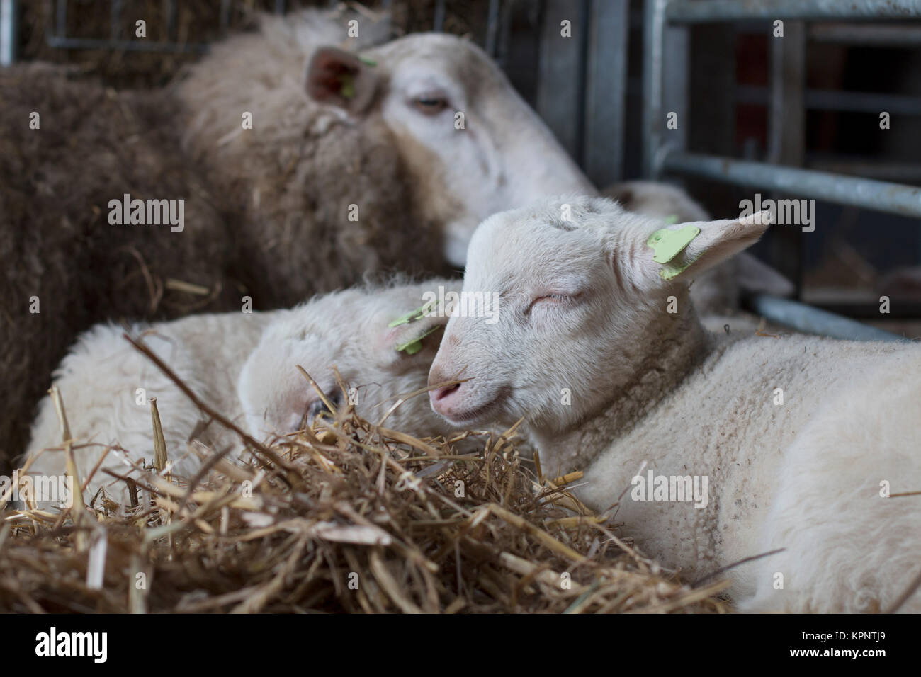 Lamb, eyes closed Stock Photo - Alamy