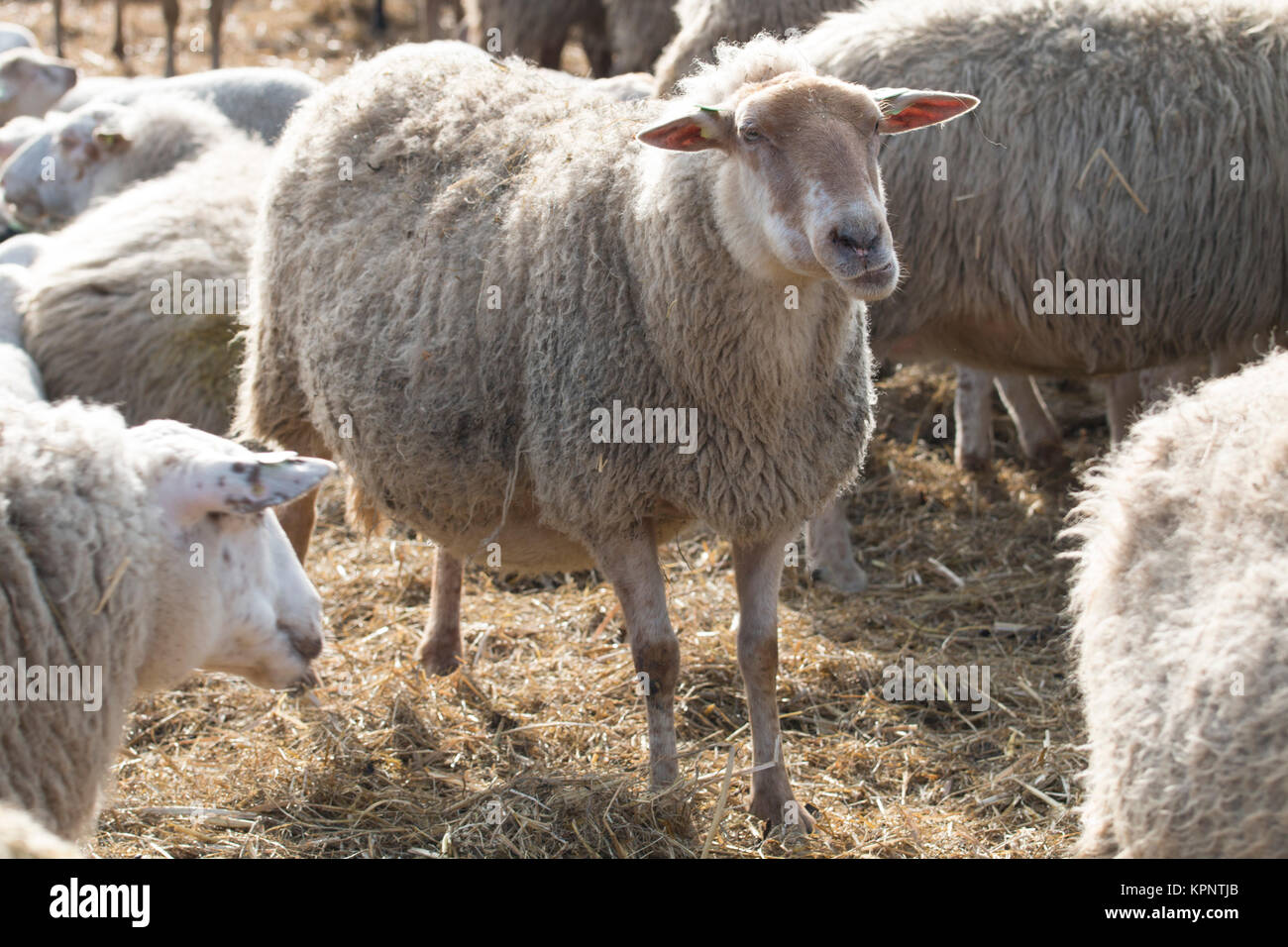 Agriculture stock farming sheep ram hi-res stock photography and images ...
