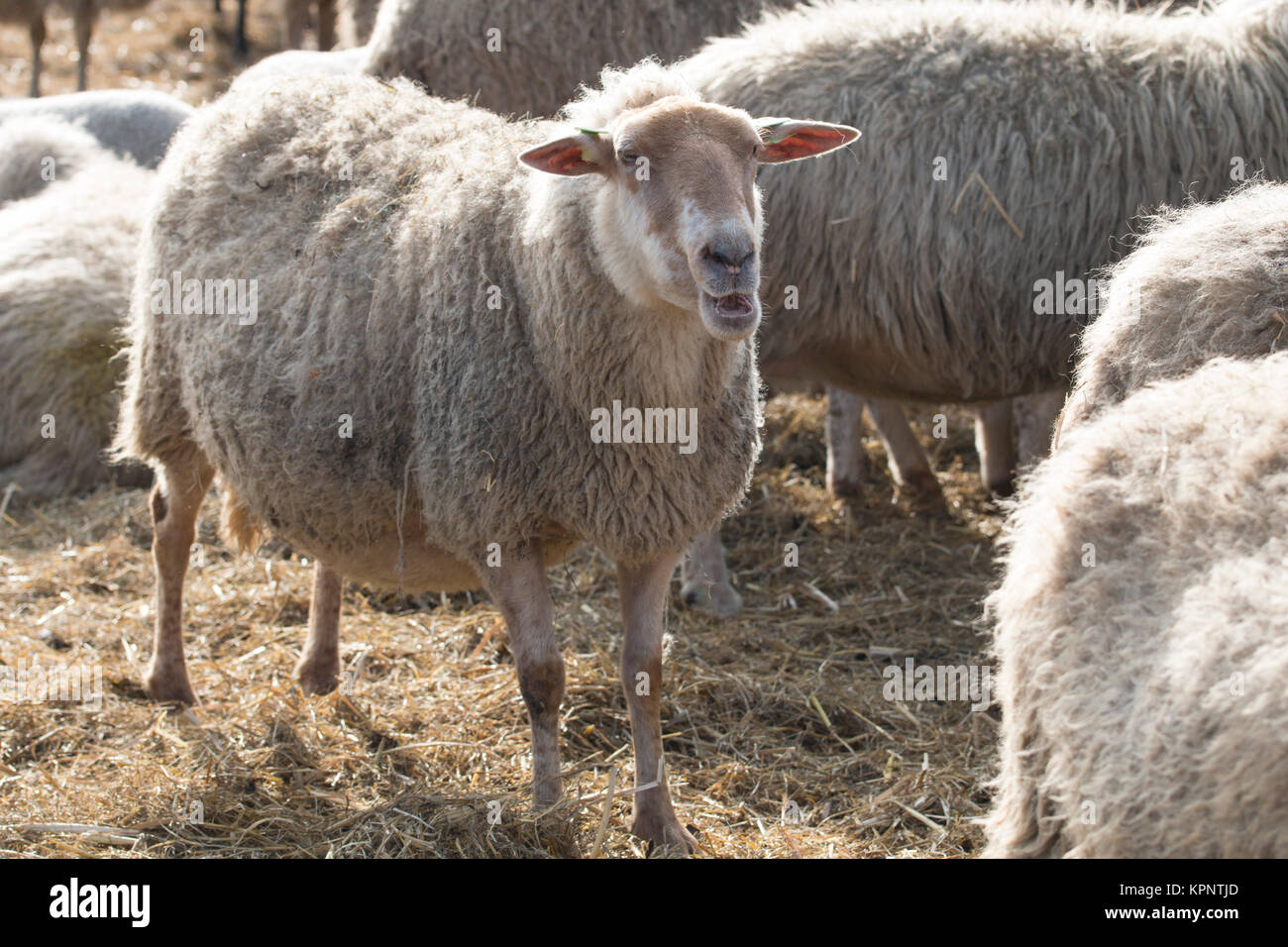 Agriculture Stock Farming Sheep Ram High Resolution Stock Photography ...