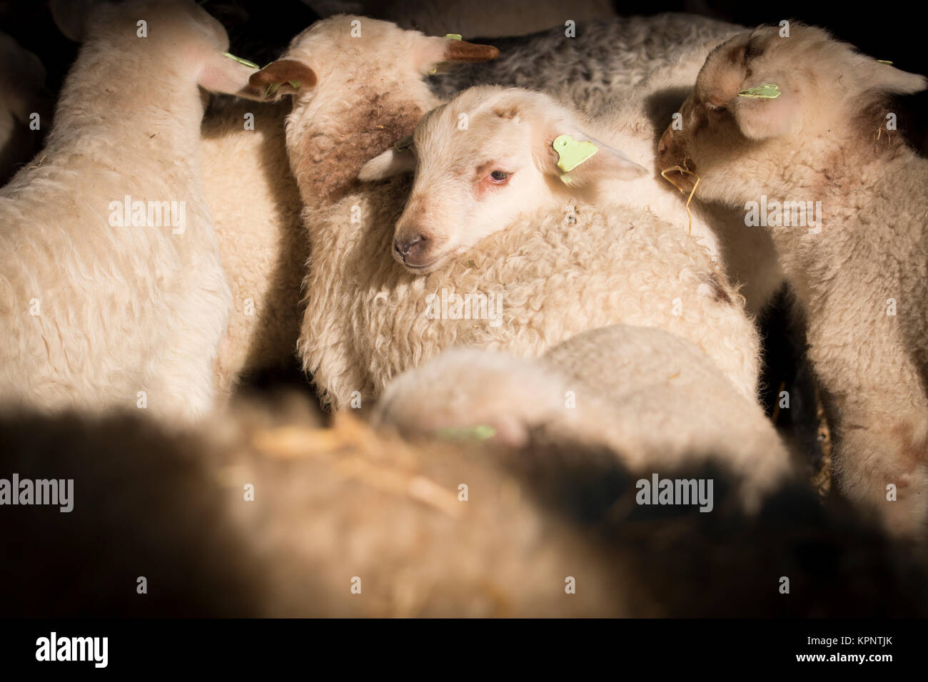 Skipping lambs hi-res stock photography and images - Alamy