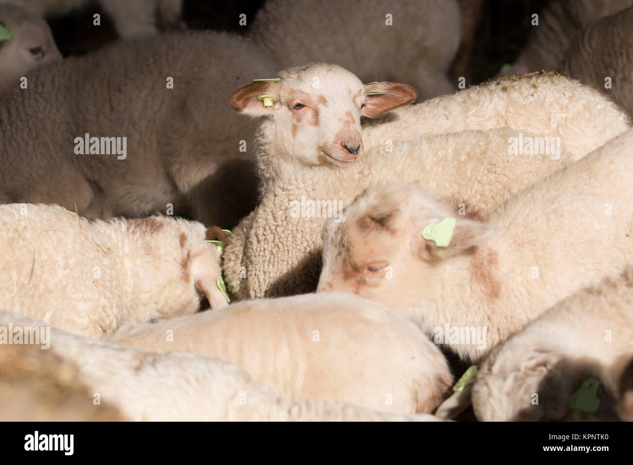 Flock of lambs Stock Photo - Alamy