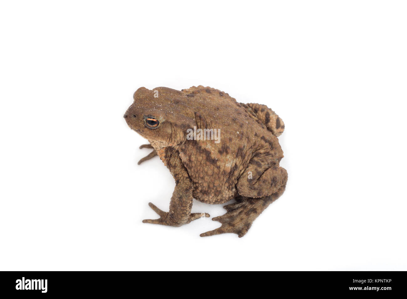 Hoptoad isolated on white background Stock Photo - Alamy