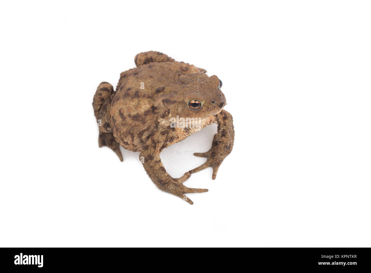 Hoptoad isolated on white background Stock Photo - Alamy