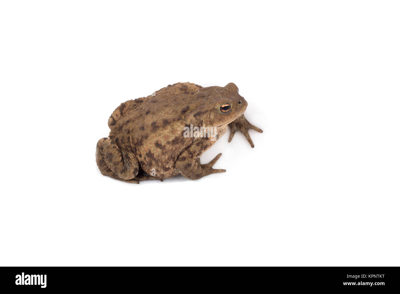 Hoptoad isolated on white background Stock Photo - Alamy
