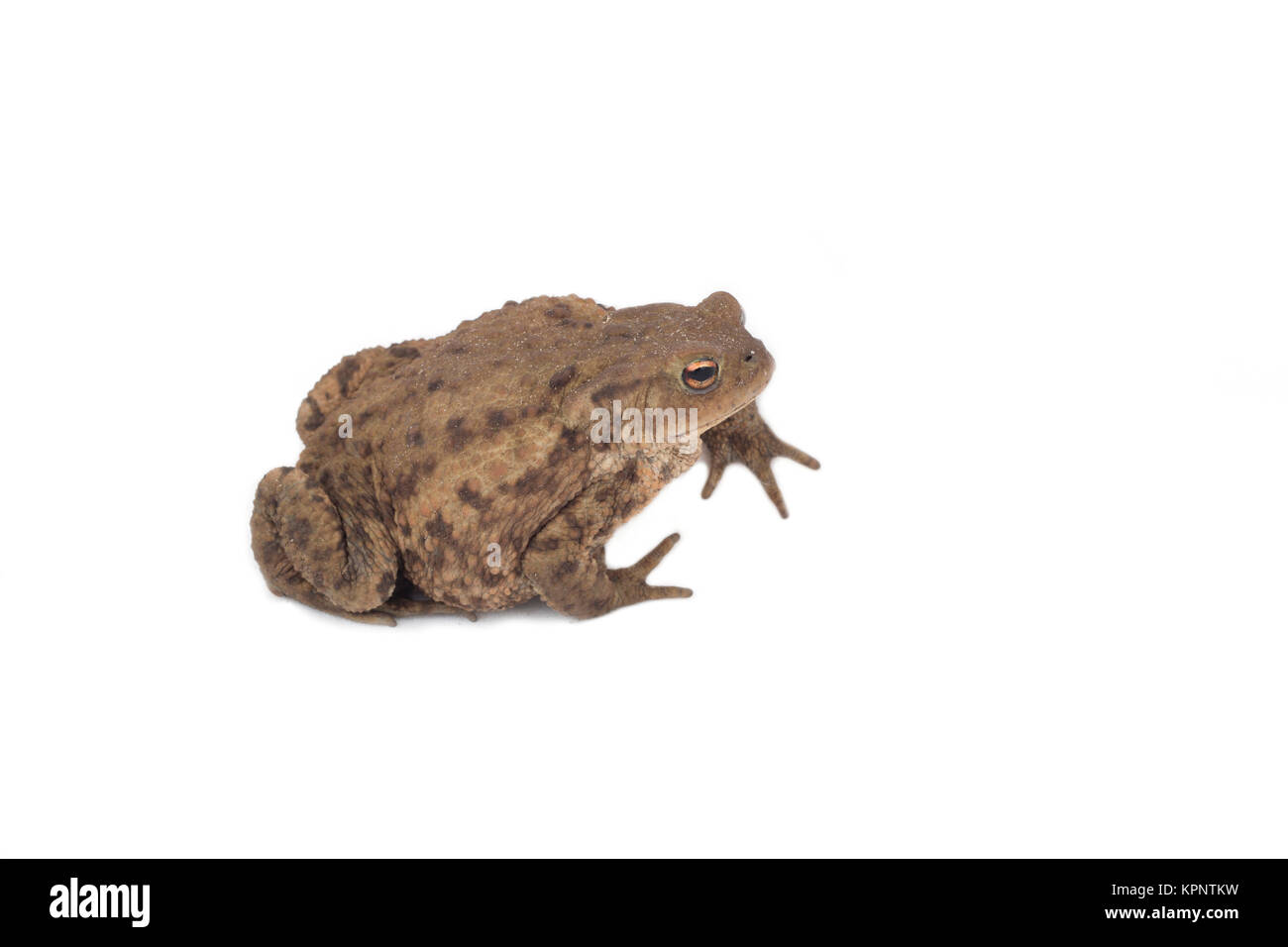 Hoptoad isolated on white background Stock Photo - Alamy