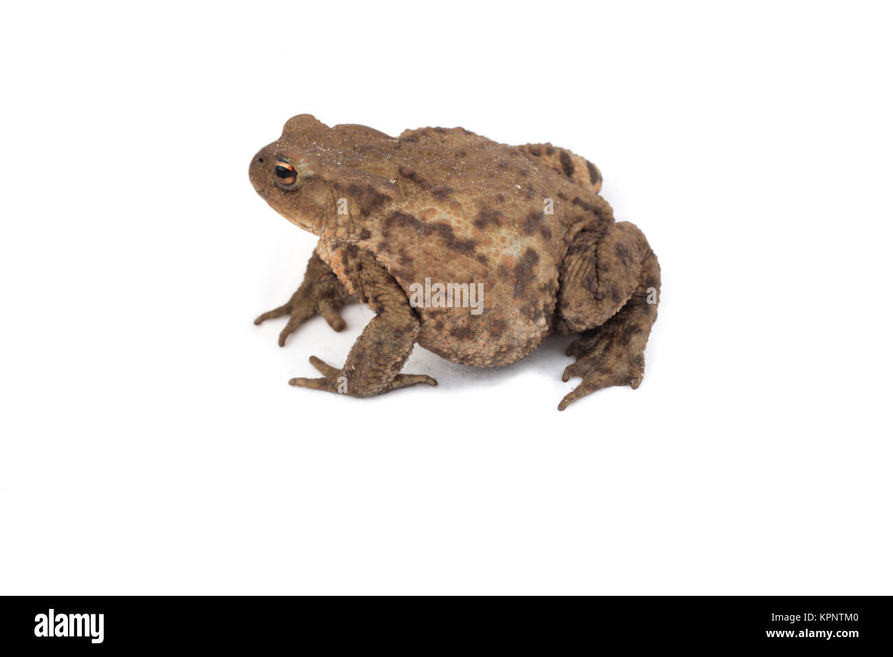 Hoptoad isolated on white background Stock Photo - Alamy