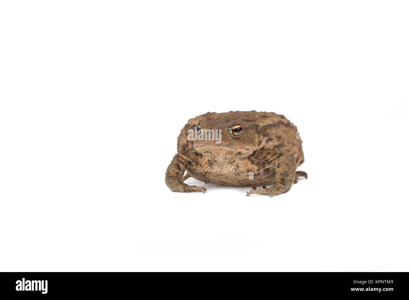 Hoptoad isolated on white background Stock Photo - Alamy