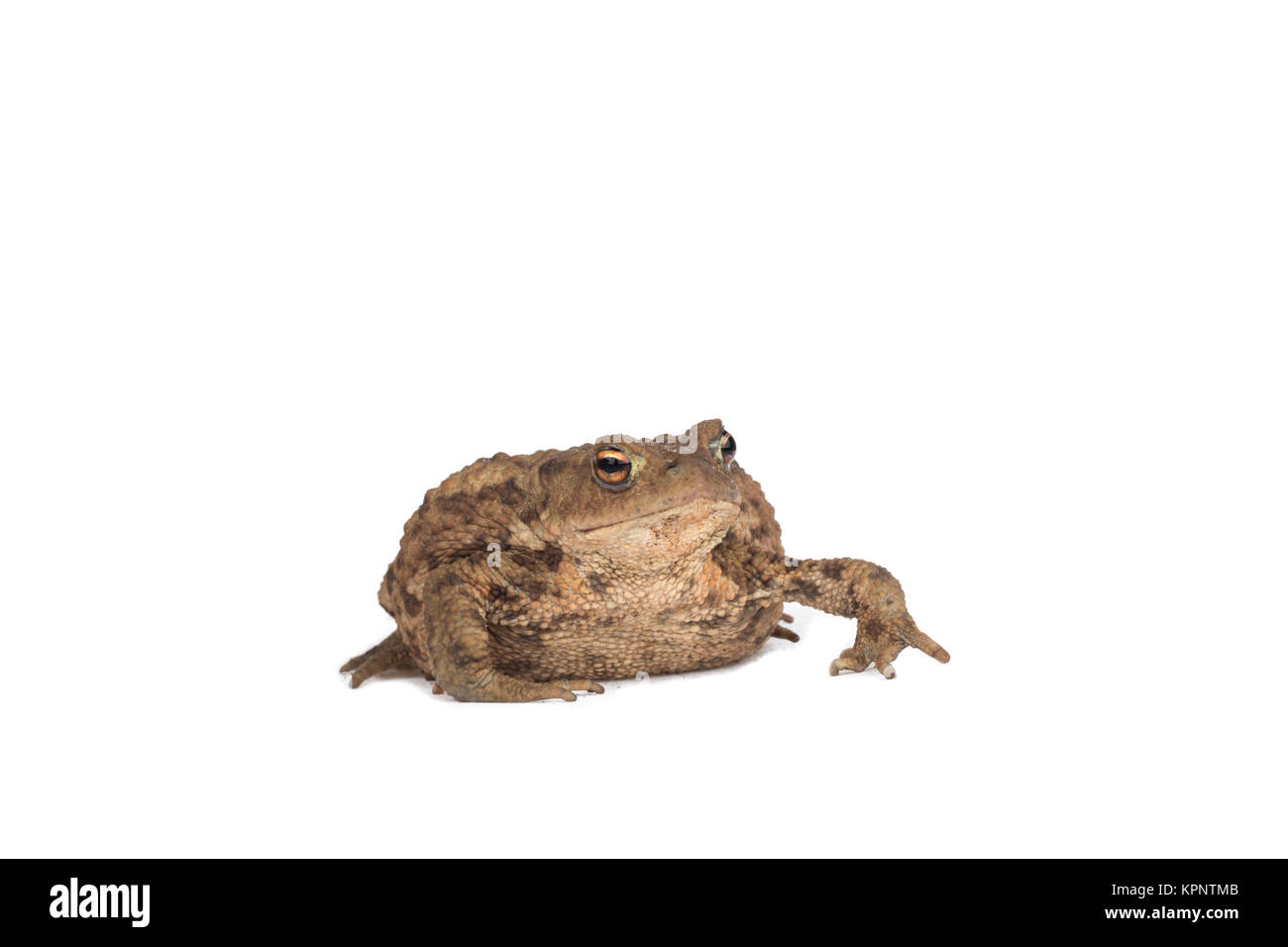 Hoptoad isolated on white background Stock Photo - Alamy