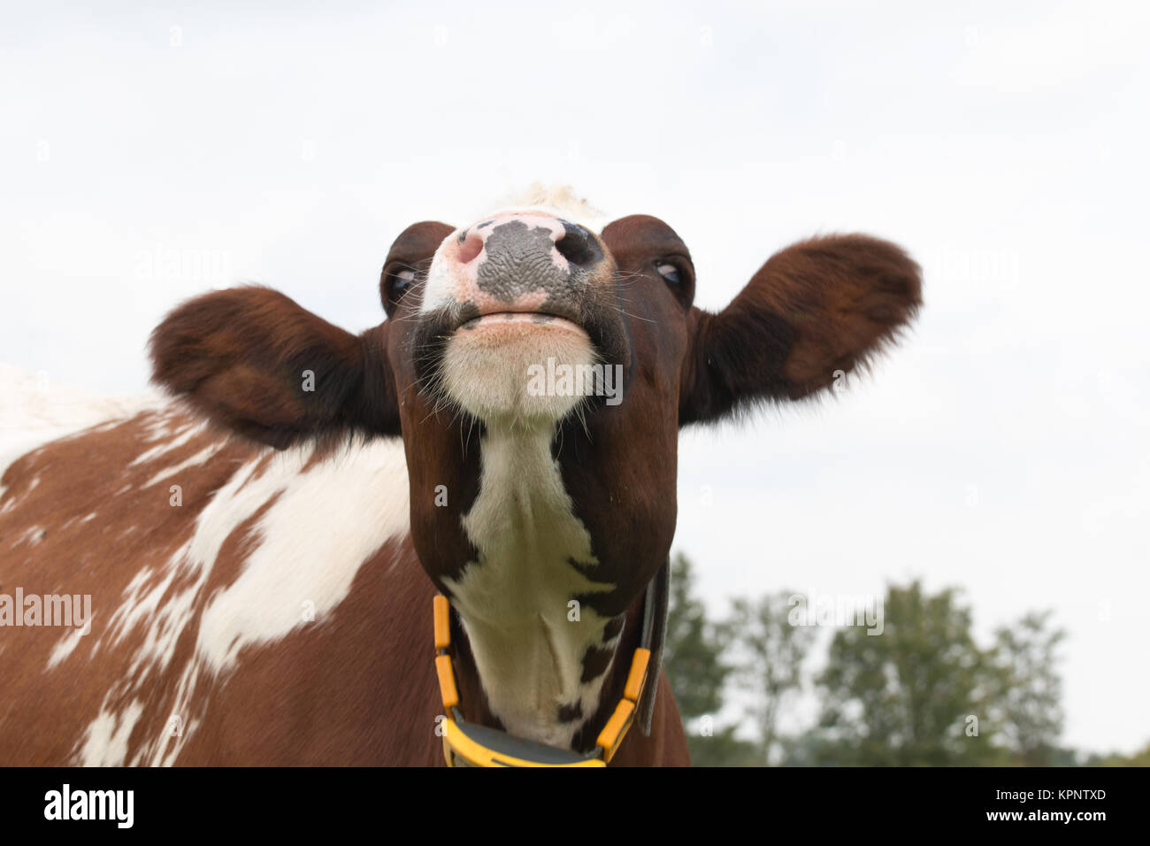 closeup of cow Stock Photo - Alamy