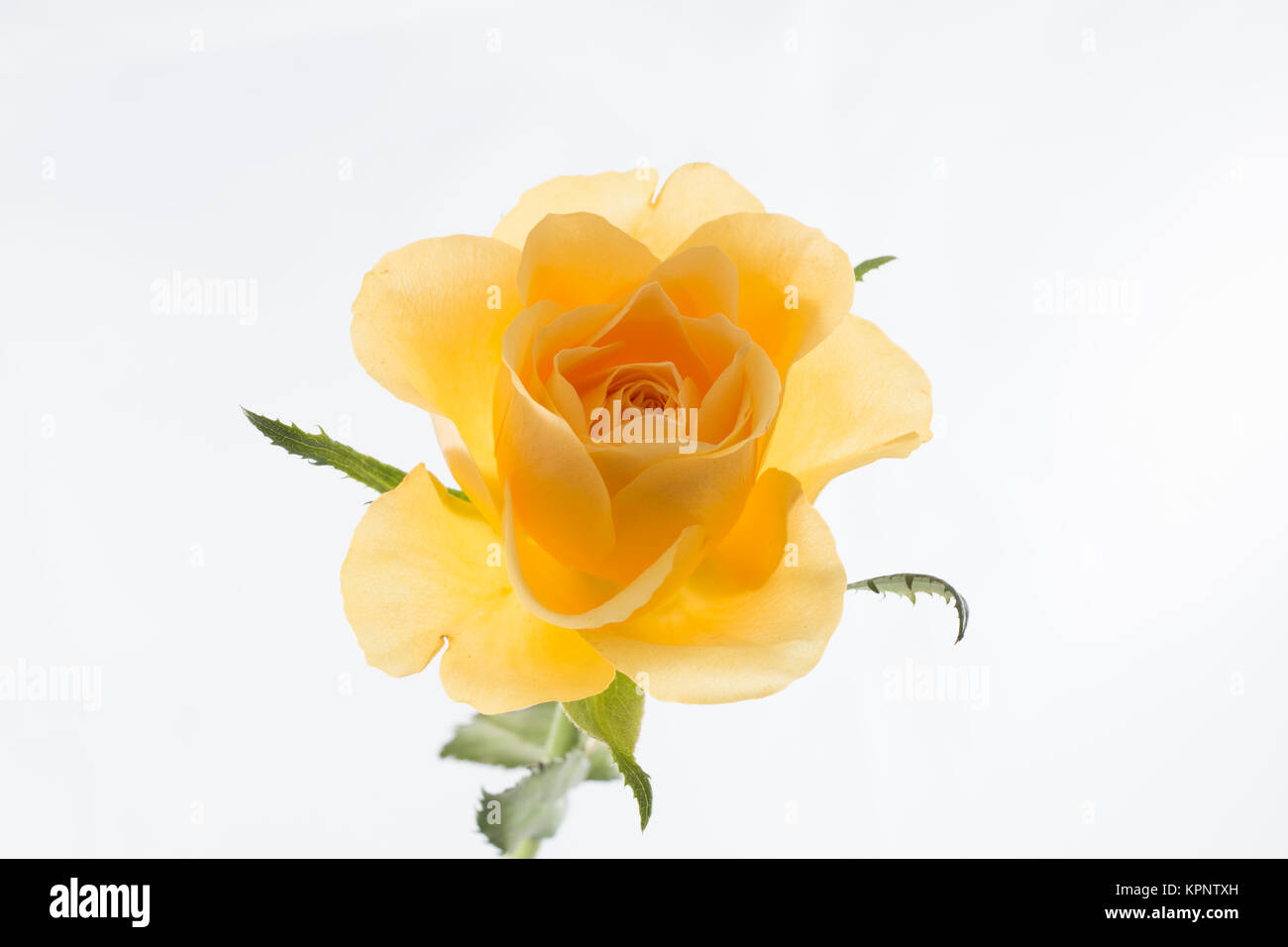 Richly colored rose hi-res stock photography and images - Alamy