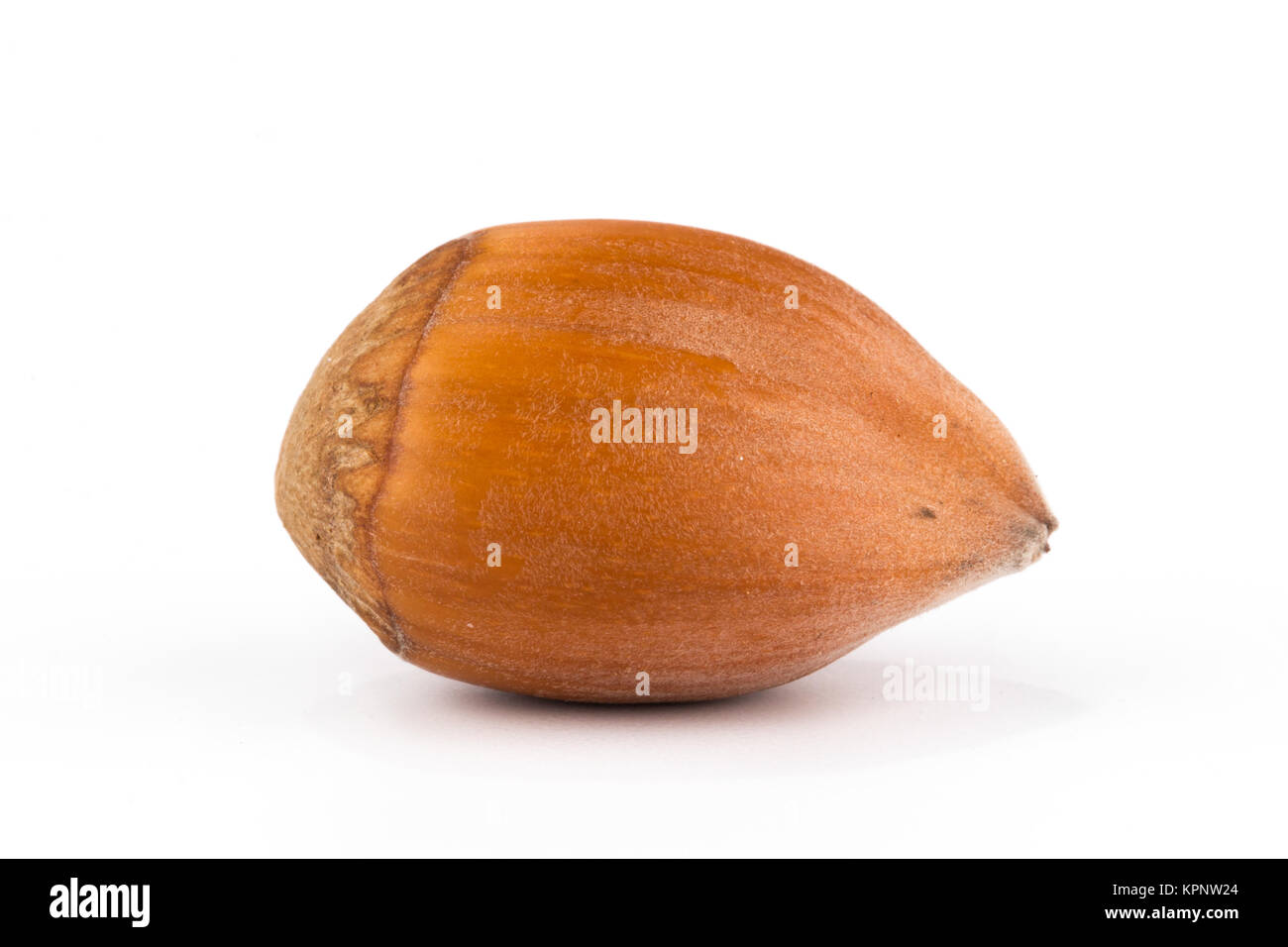 Hazel nut, closeup Stock Photo - Alamy