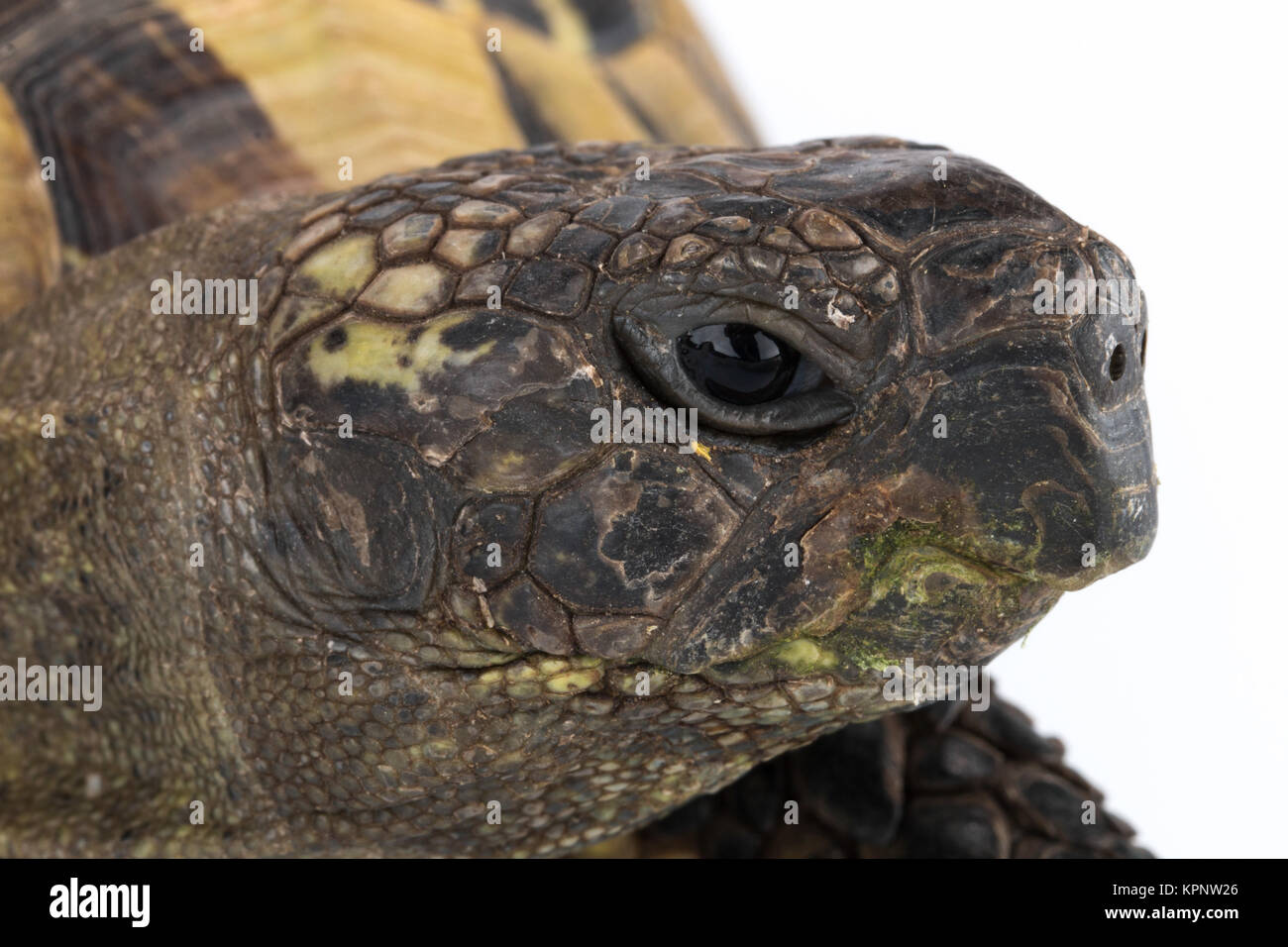 Tortoise shell and white hi-res stock photography and images - Alamy