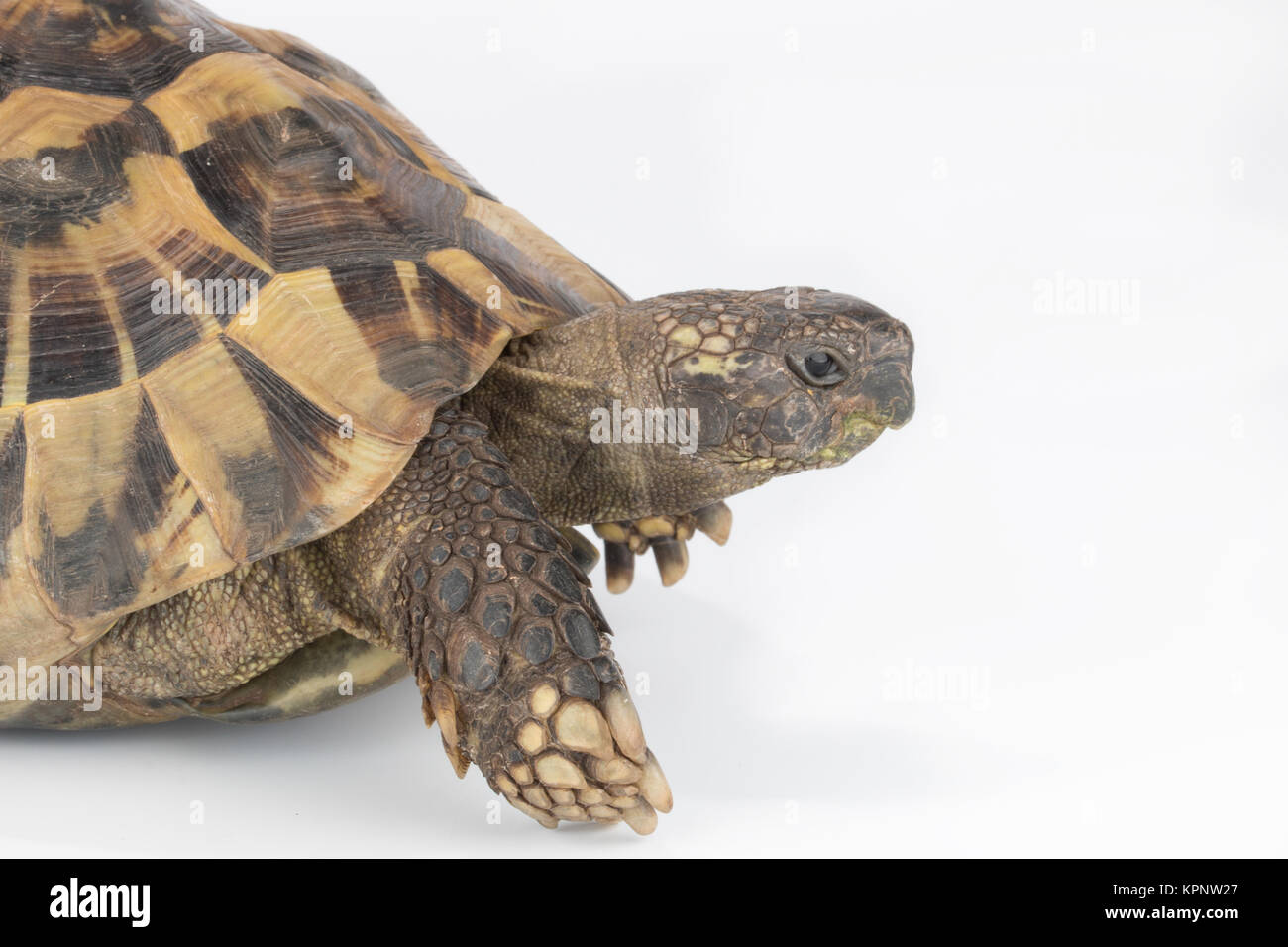 Tortoise shell and white hi-res stock photography and images - Alamy