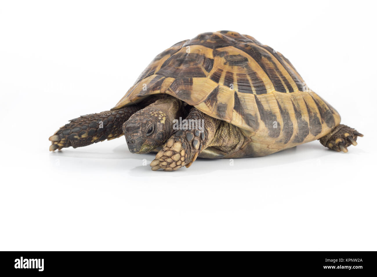 Greek land tortoise, Testudo Hermanni Stock Photo - Alamy