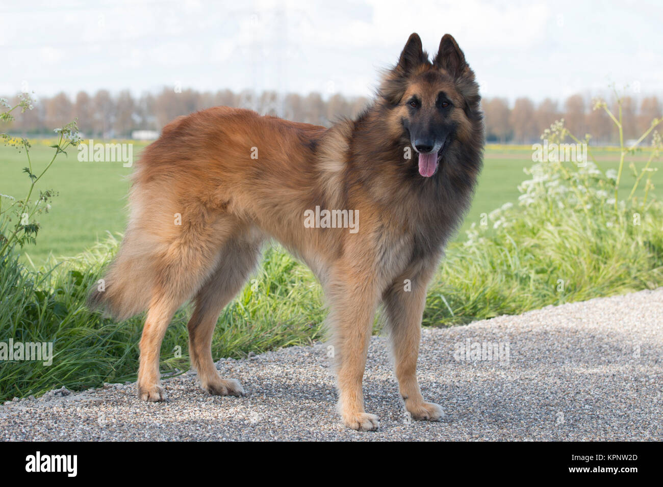 Belgian Shepherd Tervuren dog, standing Stock Photo - Alamy