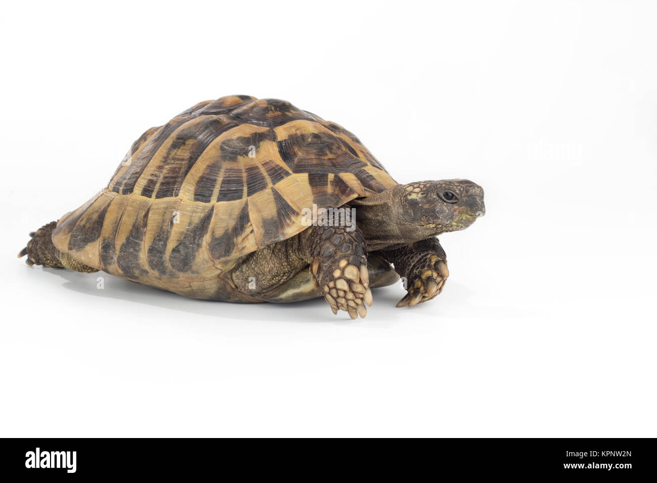 greek land tortoise, Testudo Hermanni Stock Photo - Alamy