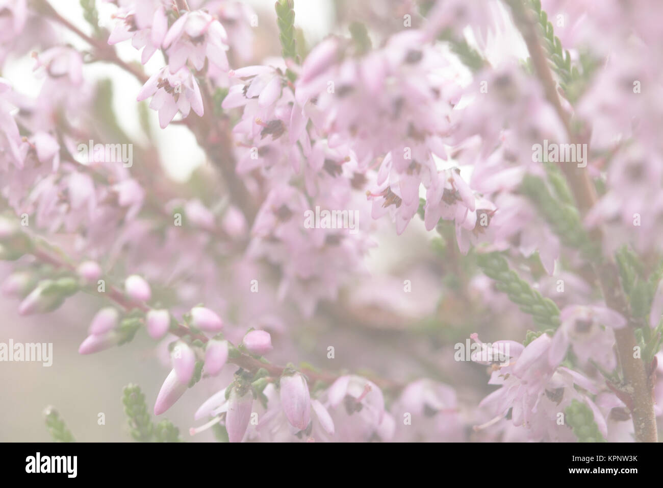 Heath, macro, blurred for template, background or presentation Stock ...