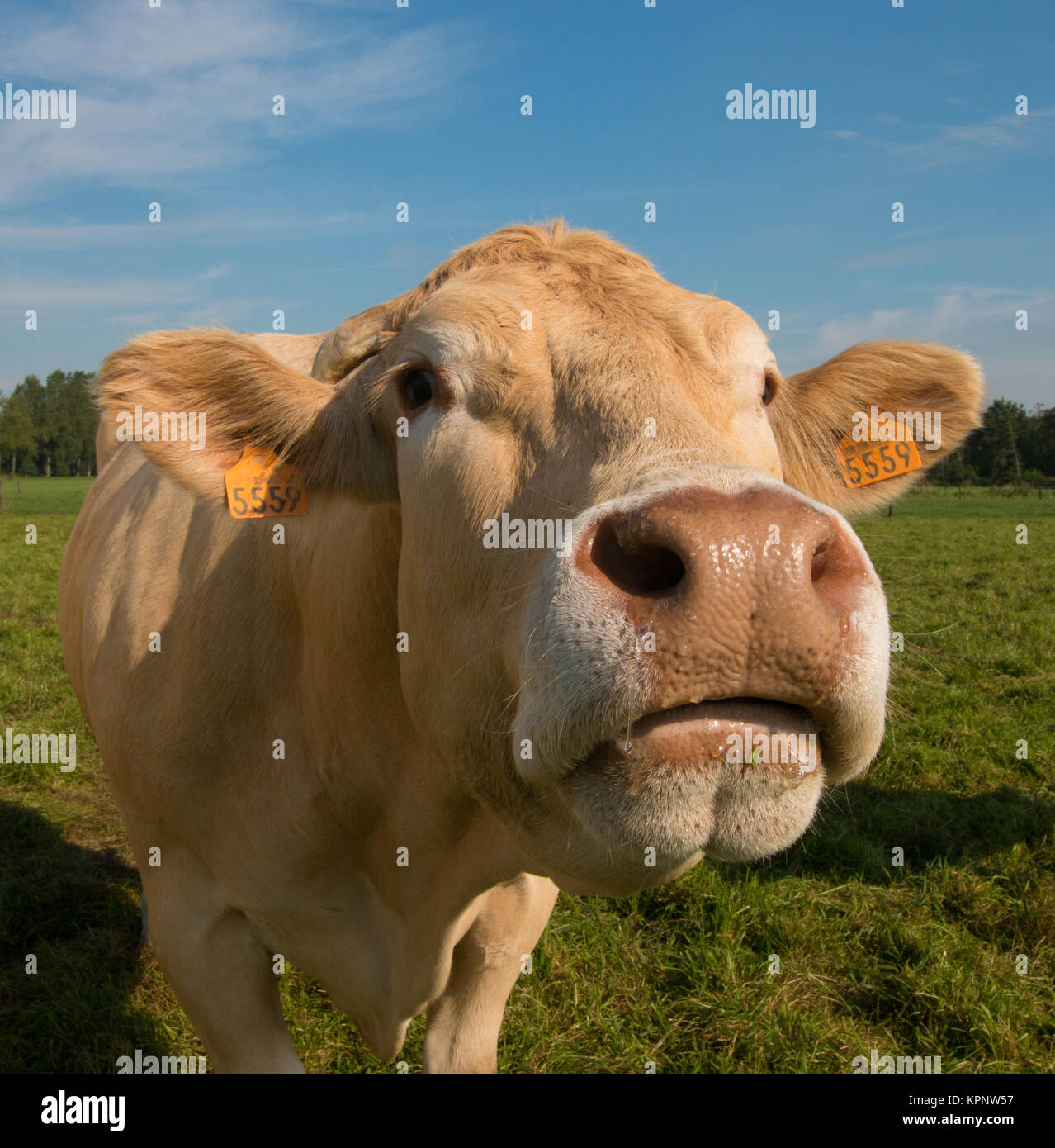 closeup of cow Stock Photo - Alamy
