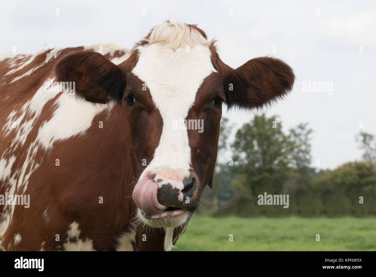 closeup of cow Stock Photo - Alamy