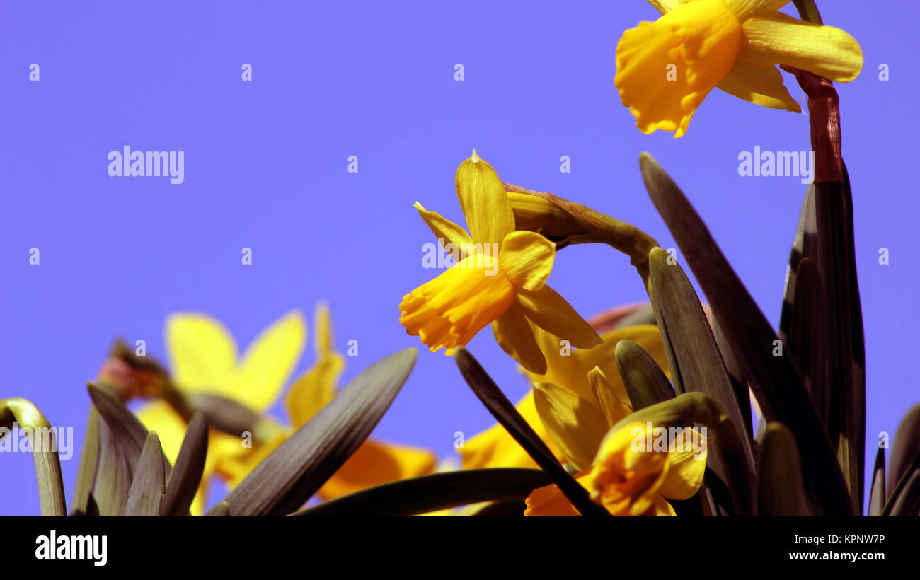 Easter jubilee hi-res stock photography and images - Alamy