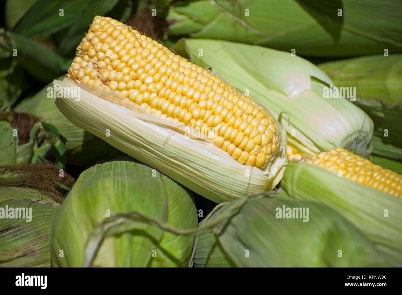 Maiskolben High Resolution Stock Photography and Images - Alamy