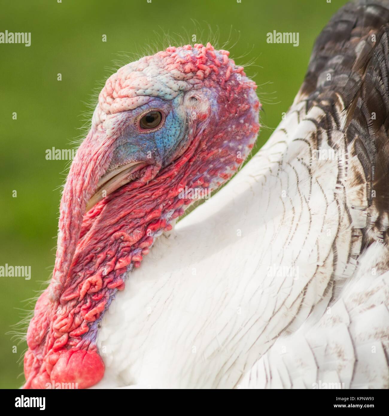 Cra llwitzer puter hi-res stock photography and images - Alamy