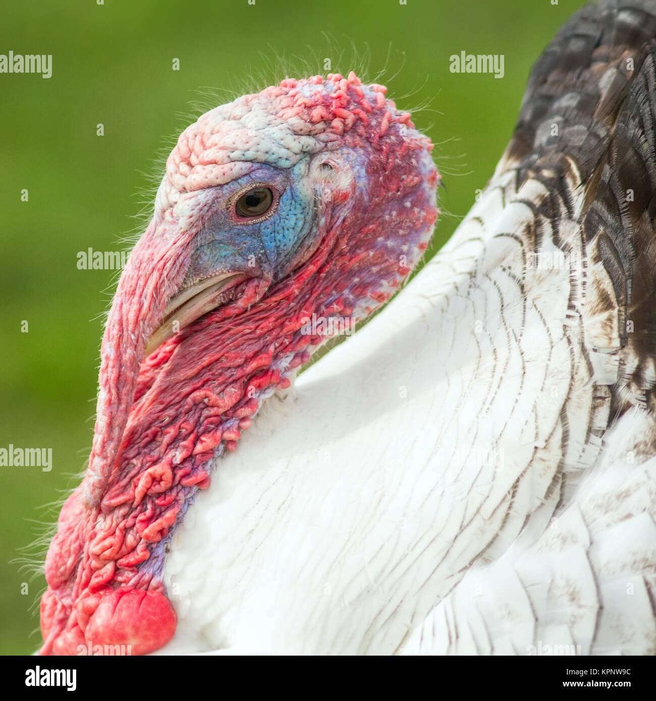 Cra llwitzer puter hi-res stock photography and images - Alamy