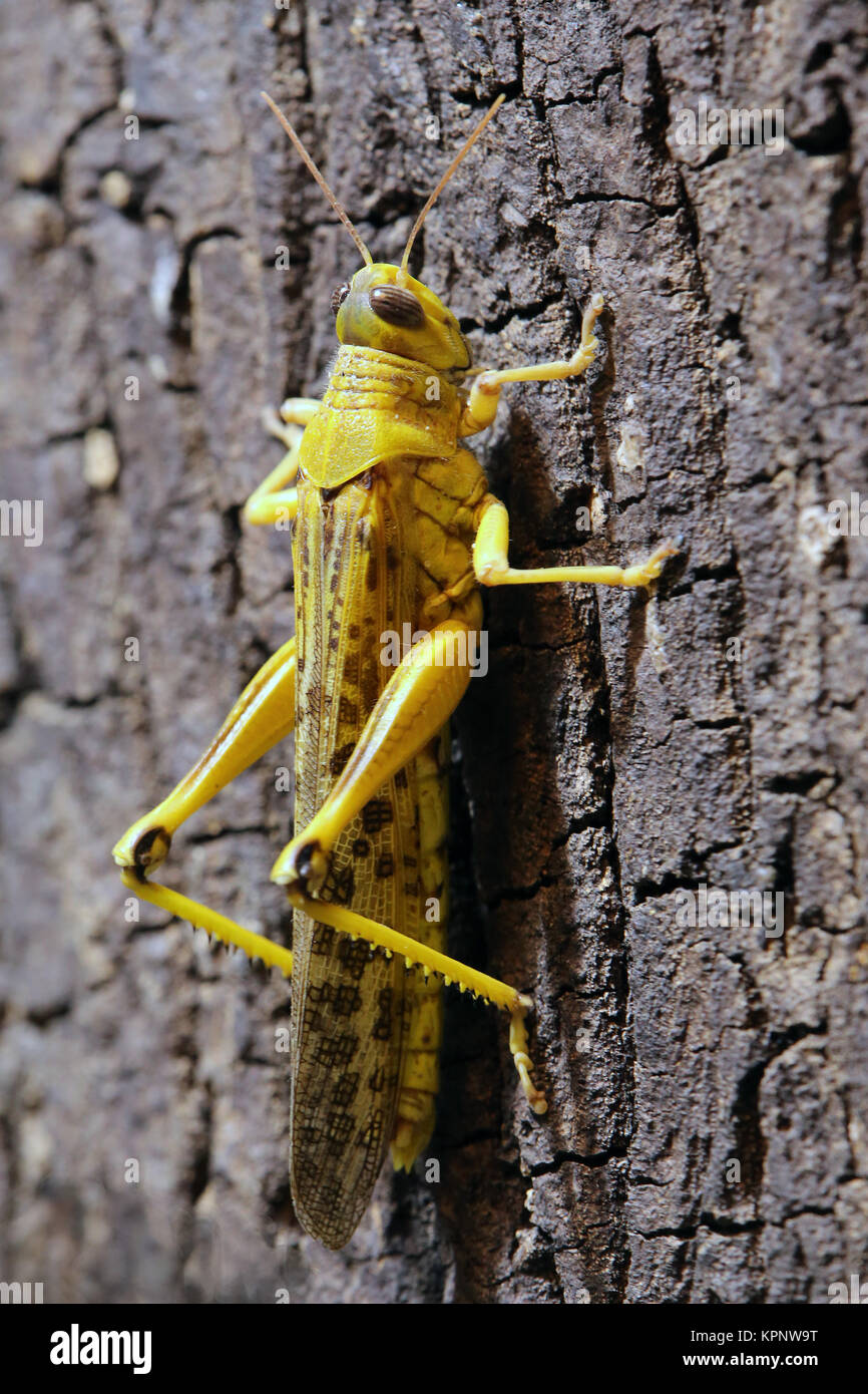 macro desert locust schistocerca gregaria Stock Photo - Alamy