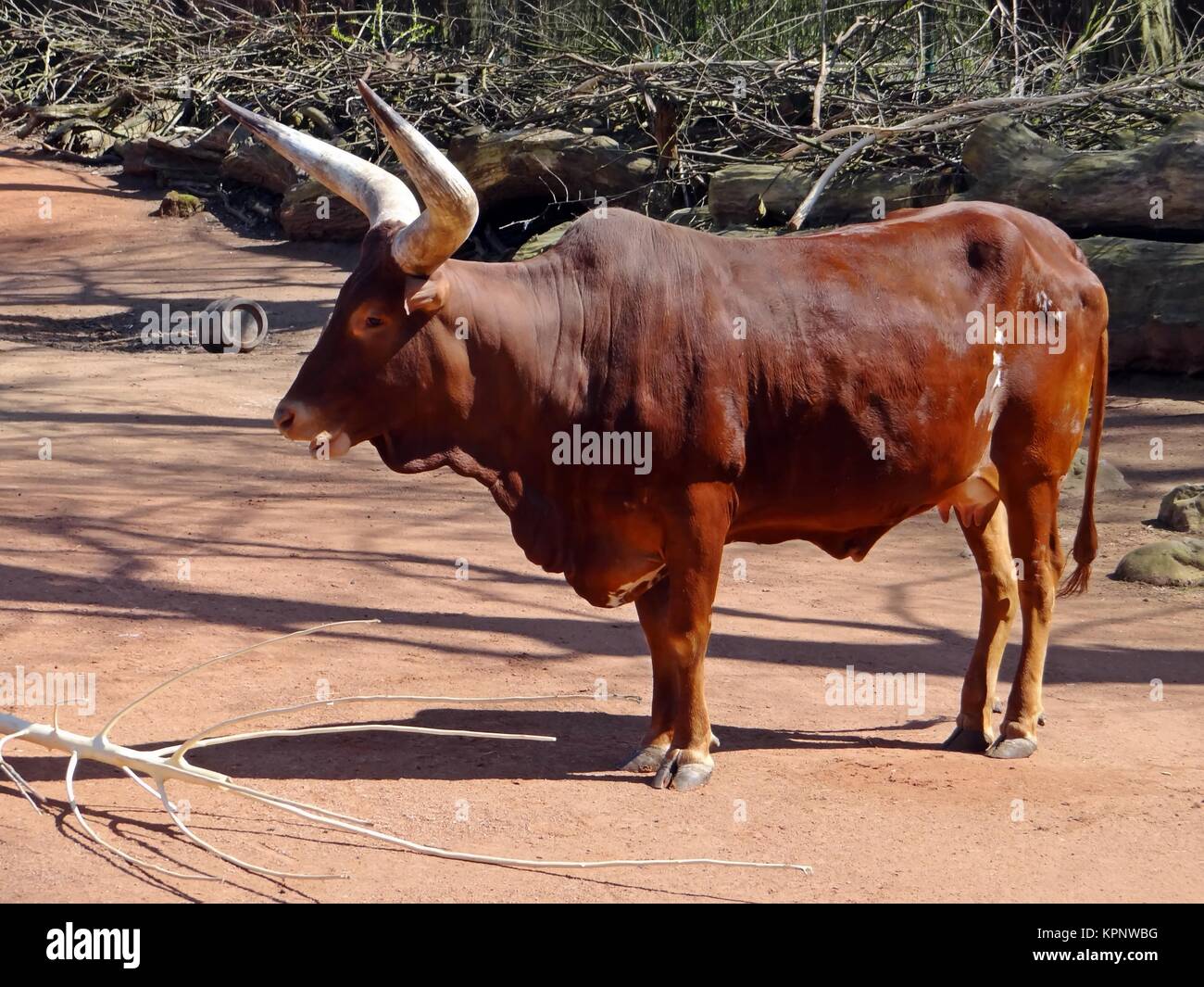 Watussi beef hi-res stock photography and images - Alamy