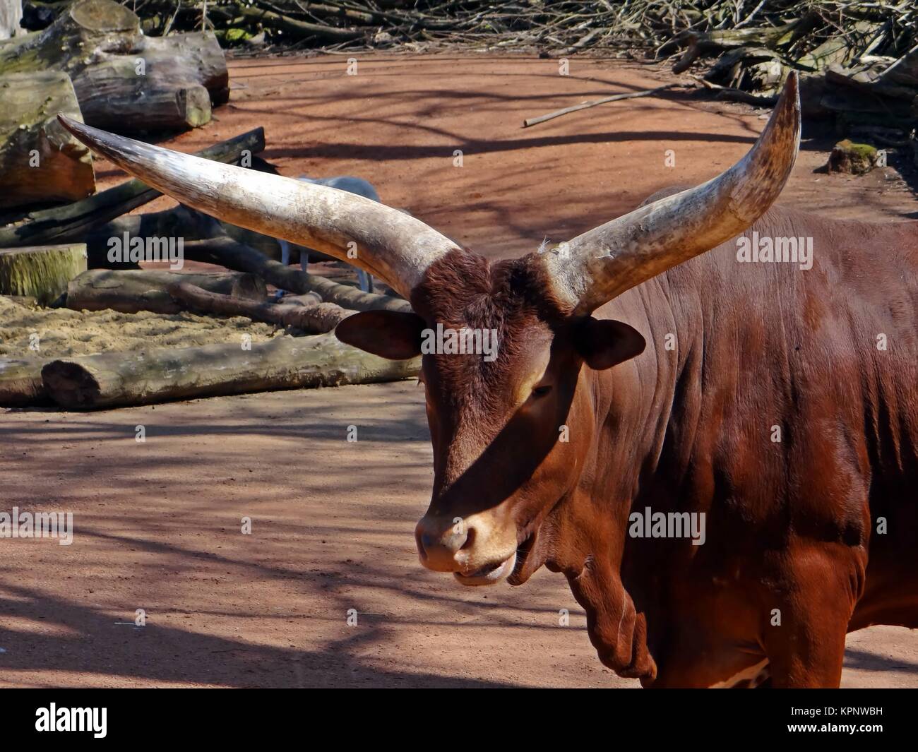 Watussi cow hi-res stock photography and images - Alamy