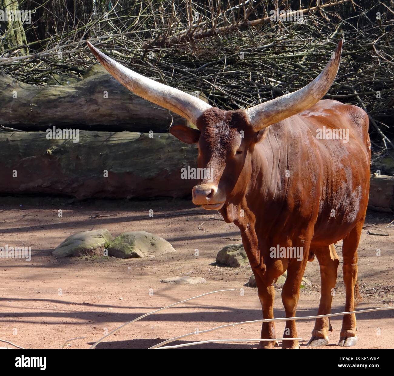 Watussi beef hi-res stock photography and images - Alamy