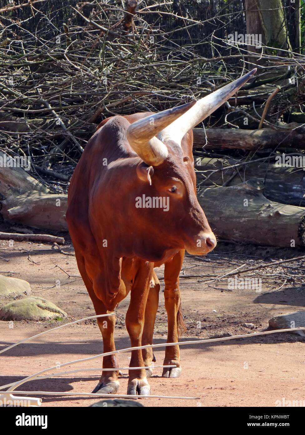 Watussi cow hi-res stock photography and images - Alamy