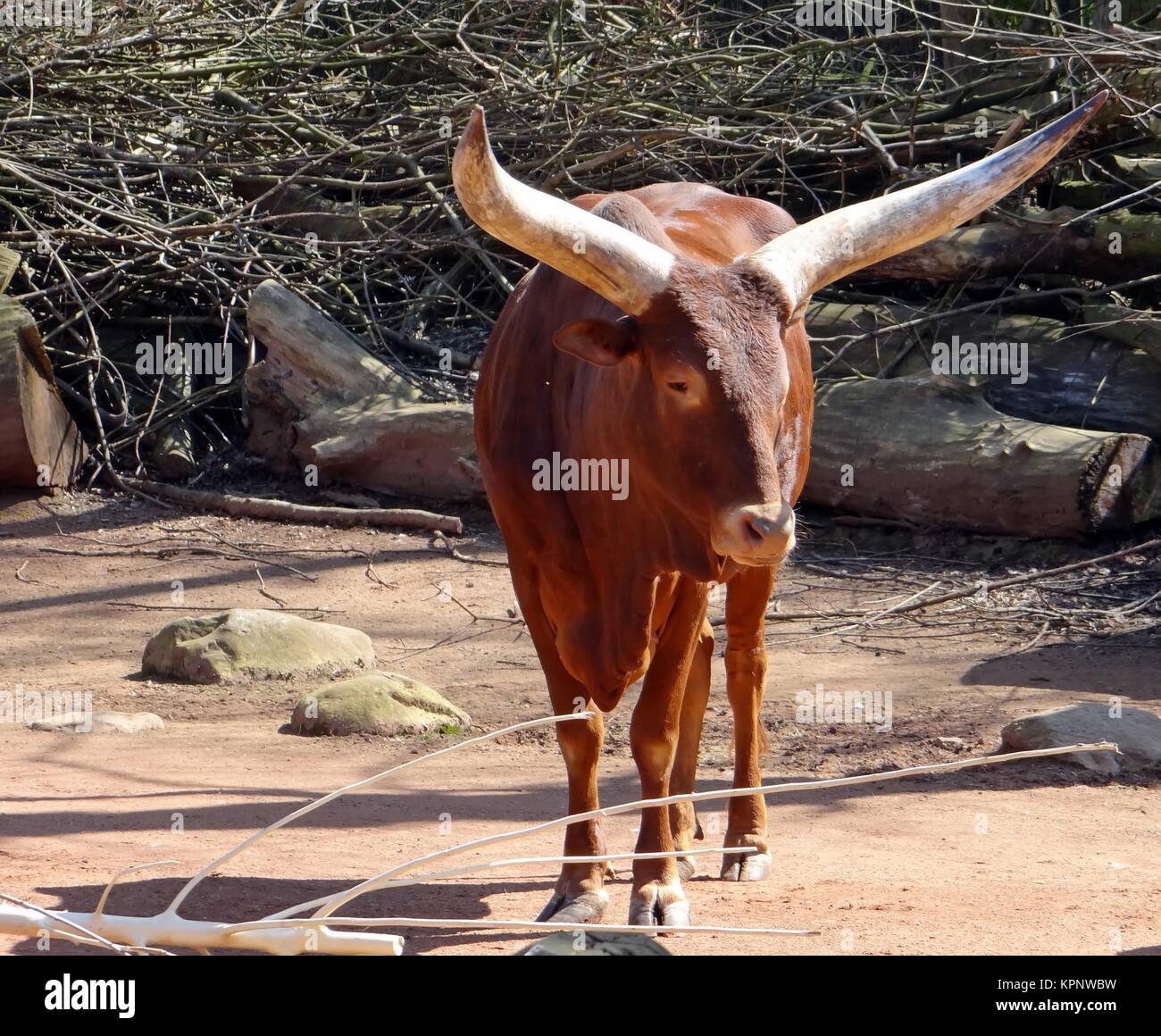 Watussi cow hi-res stock photography and images - Alamy